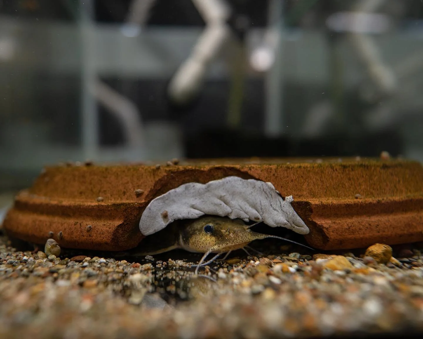 Conservation Fisheries