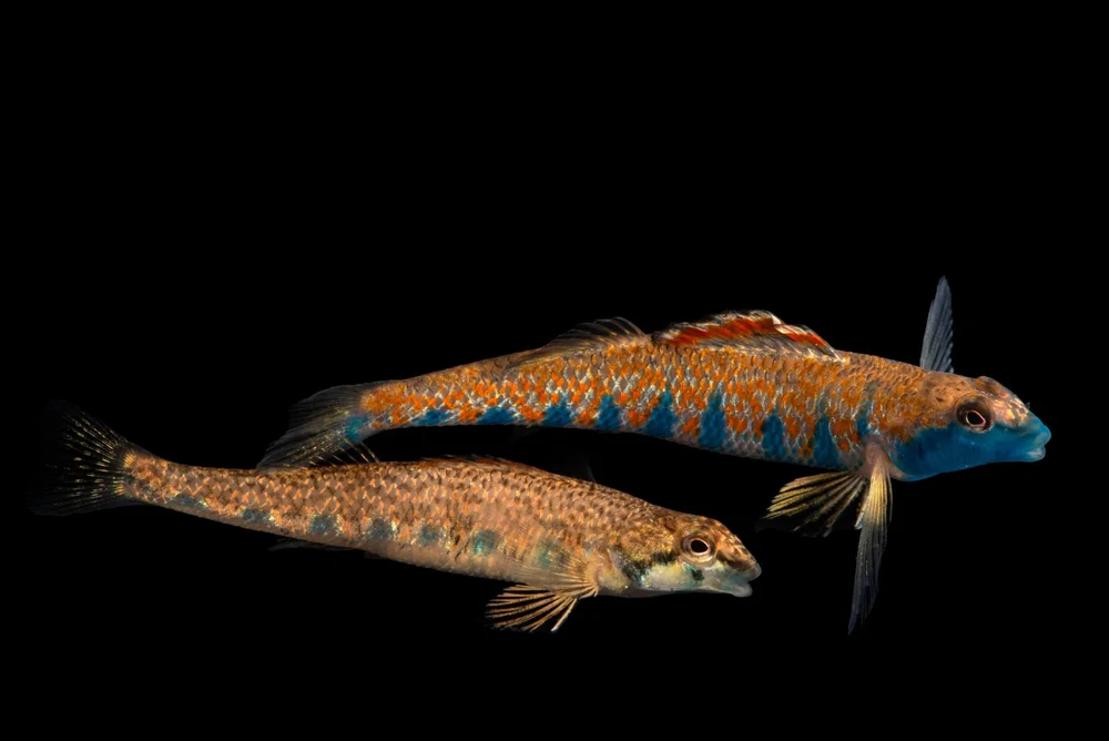 Darters — Conservation Fisheries