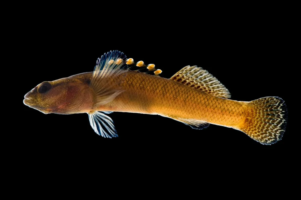 Darters — Conservation Fisheries