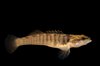 Duskytail Darter — Conservation Fisheries