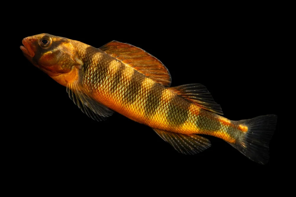 Gilt Darter — Conservation Fisheries