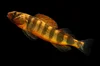 Gilt Darter — Conservation Fisheries
