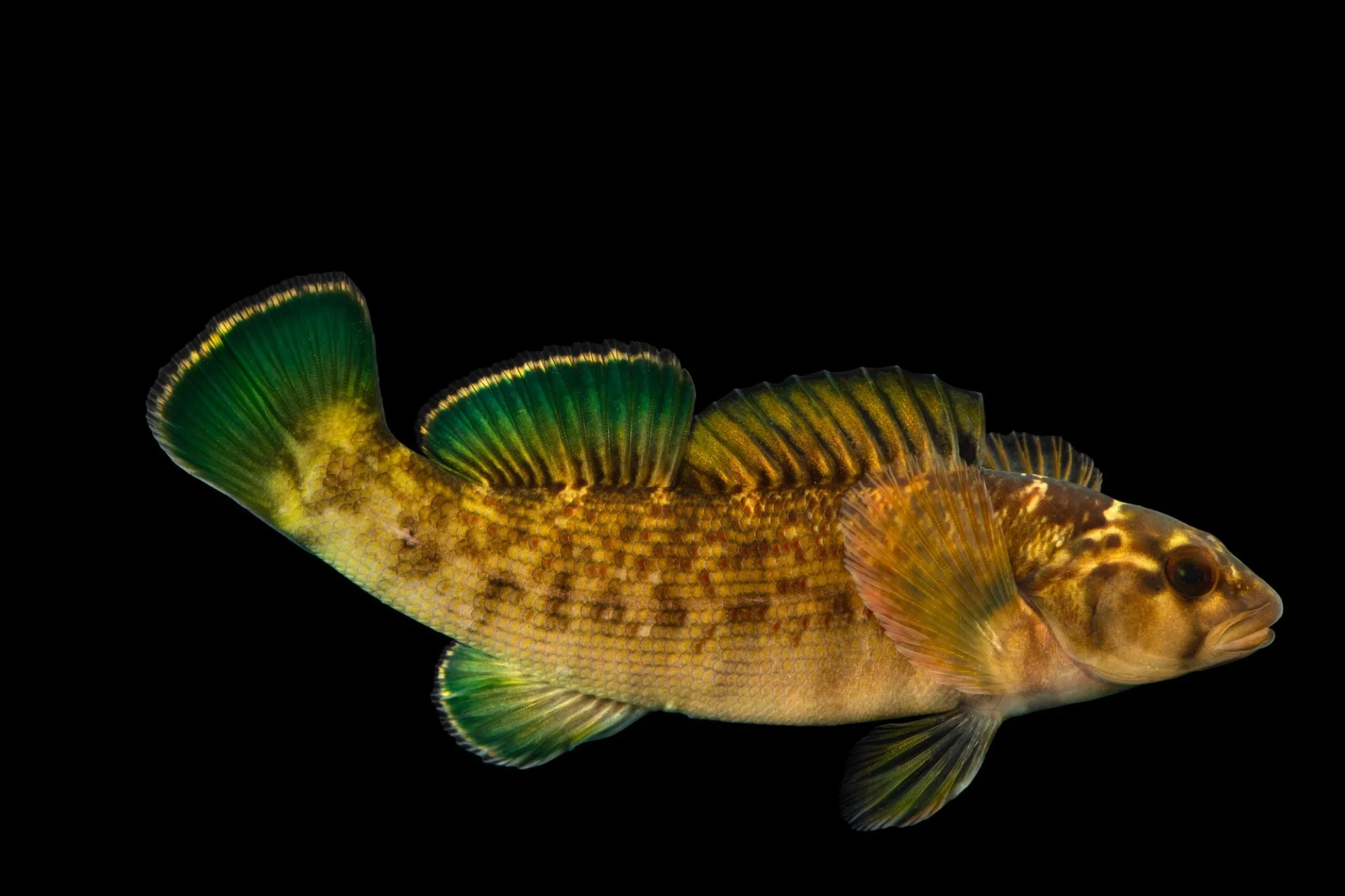 Greenfin Darter — Conservation Fisheries