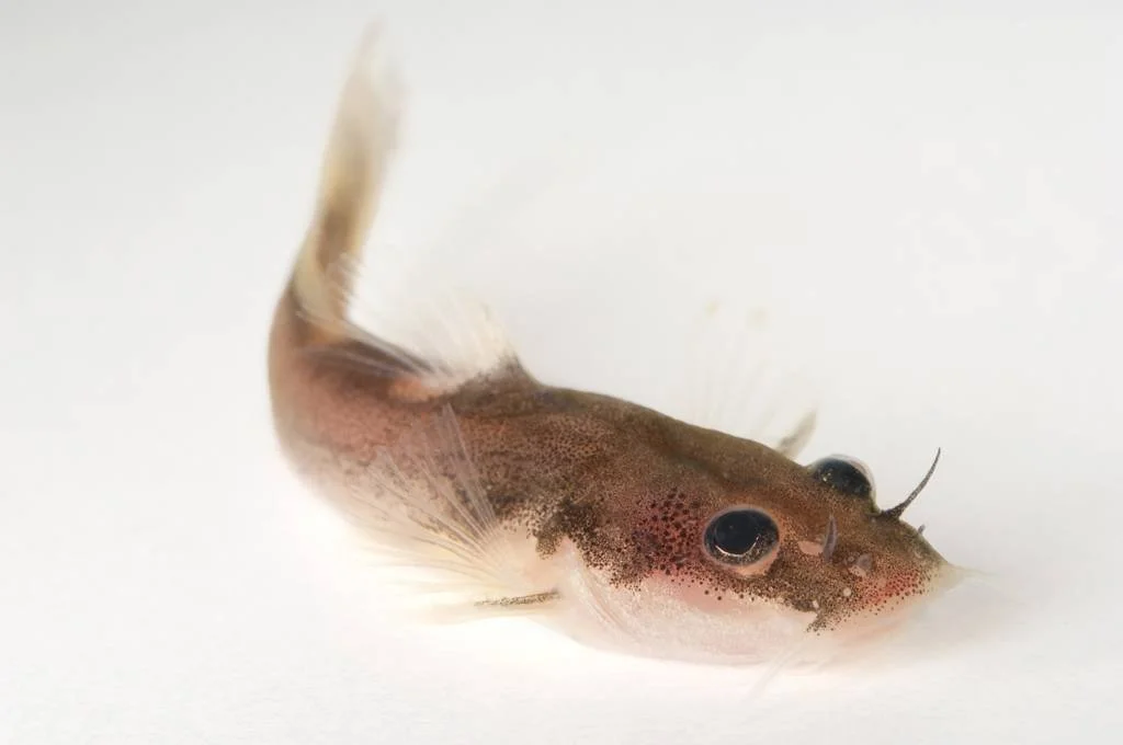 Madtoms — Conservation Fisheries