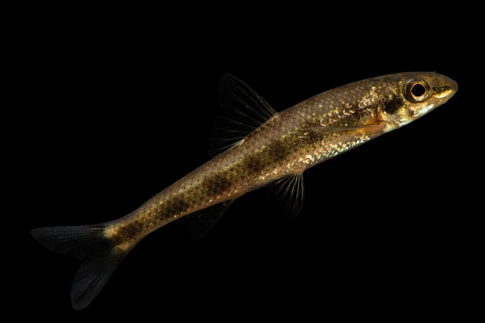 Minnows — Conservation Fisheries