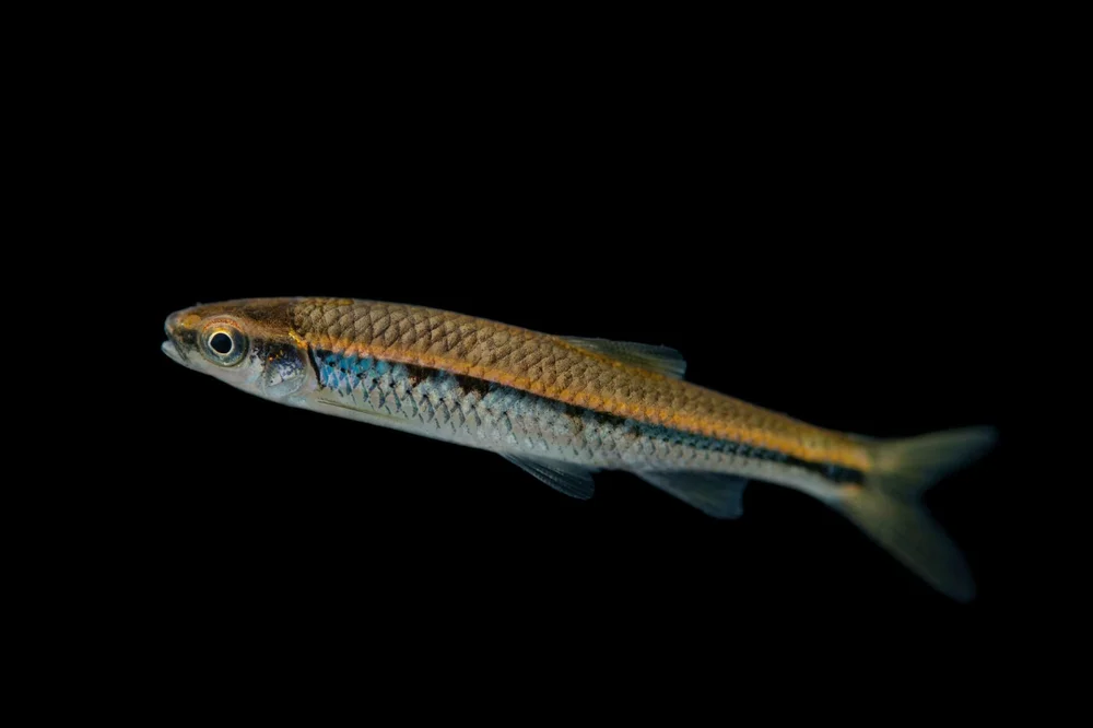 Minnows — Conservation Fisheries