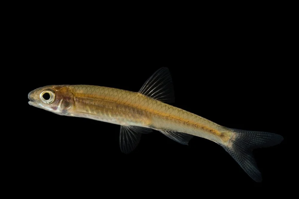 Minnows — Conservation Fisheries
