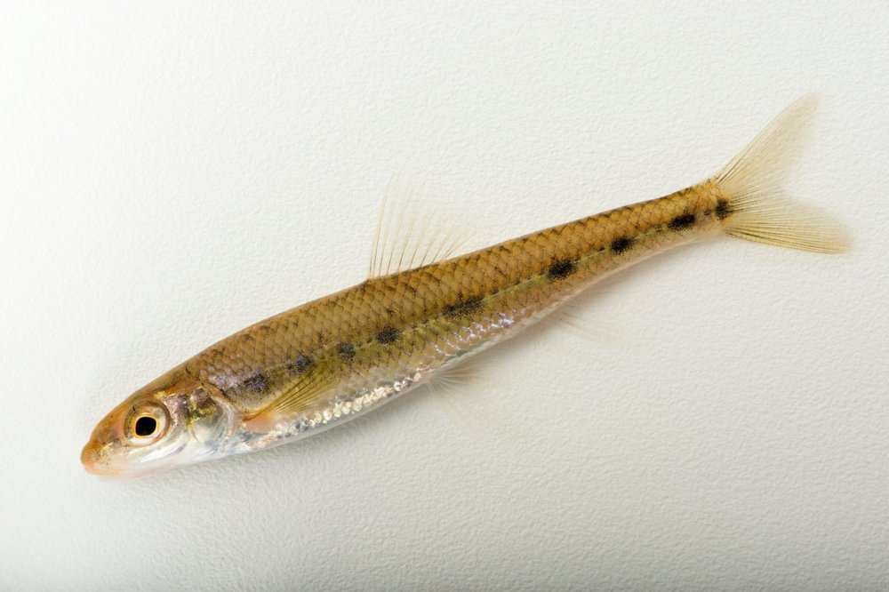 Minnows — Conservation Fisheries