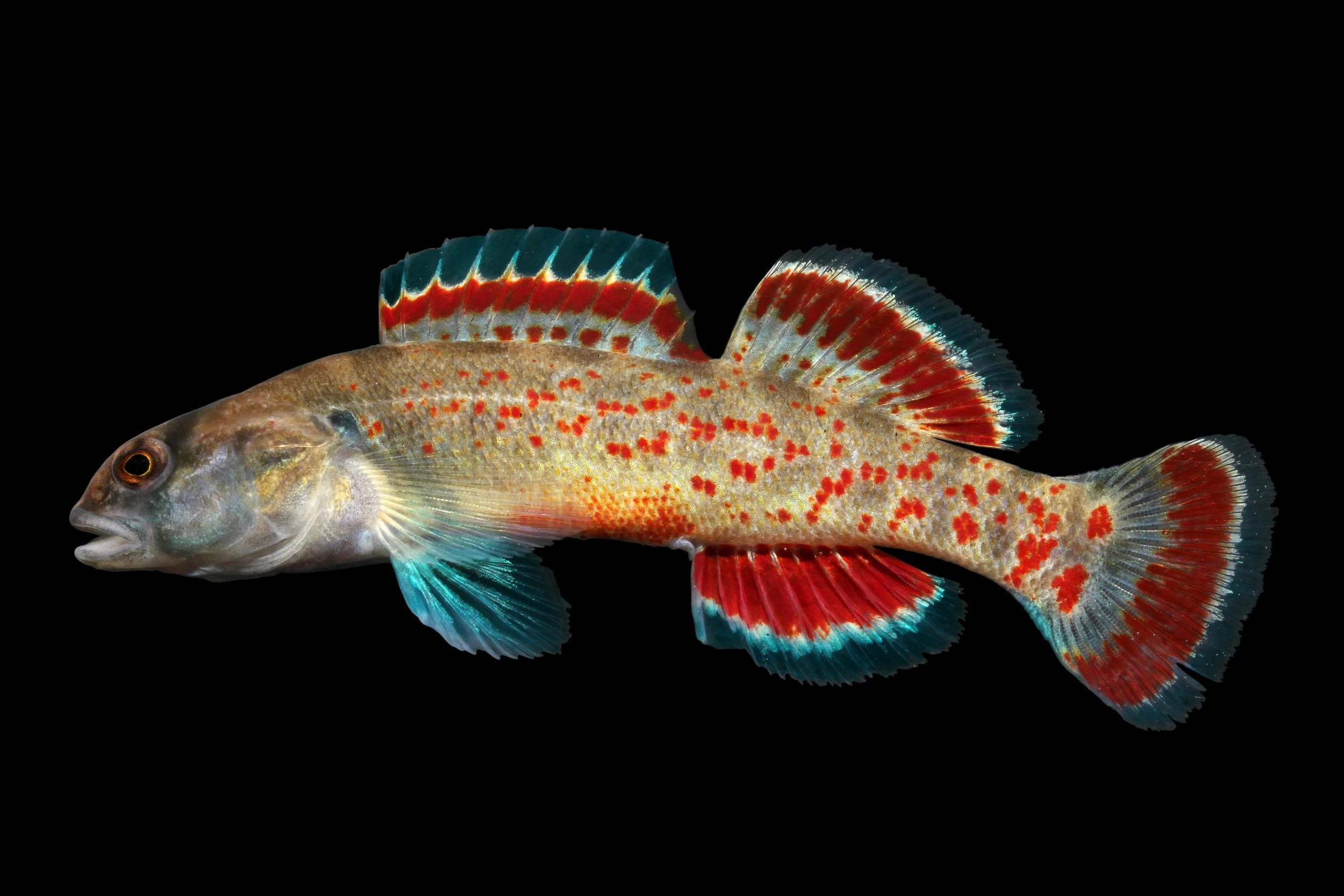 Redspot Darter — Conservation Fisheries