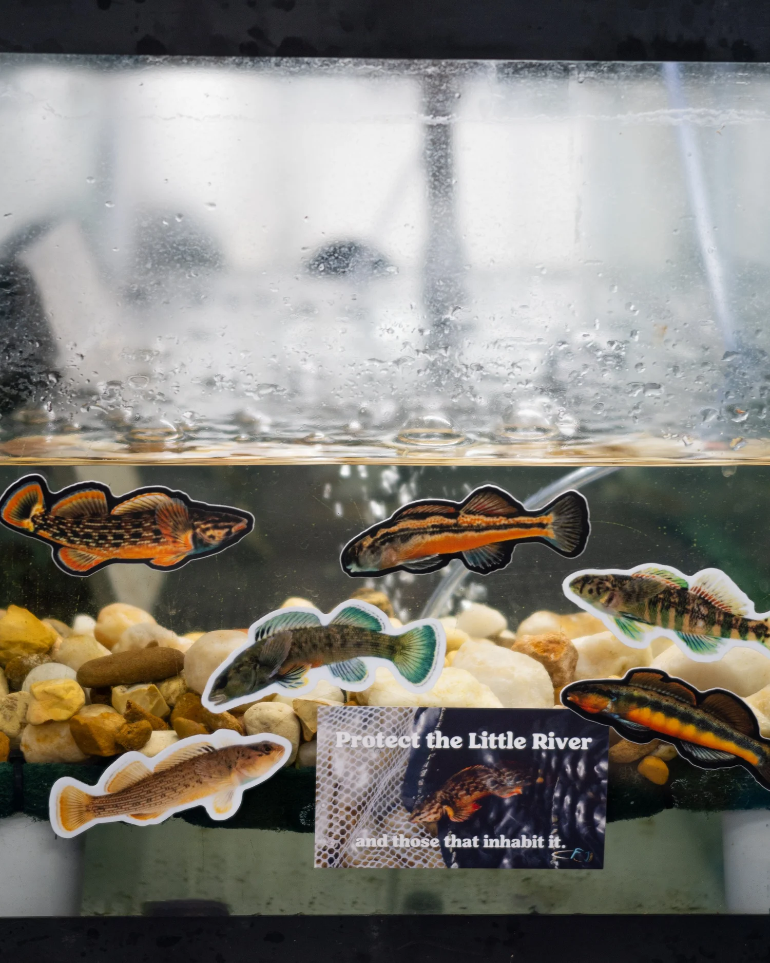 Shop — Conservation Fisheries