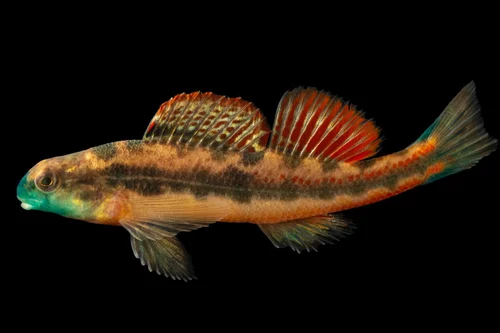 Darters — Conservation Fisheries