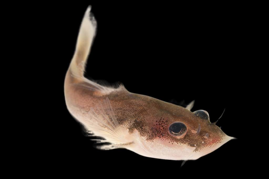 Madtoms — Conservation Fisheries