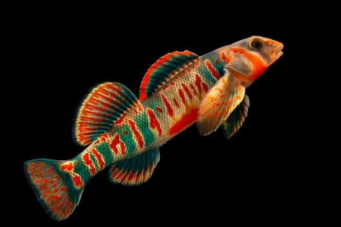 Darters — Conservation Fisheries