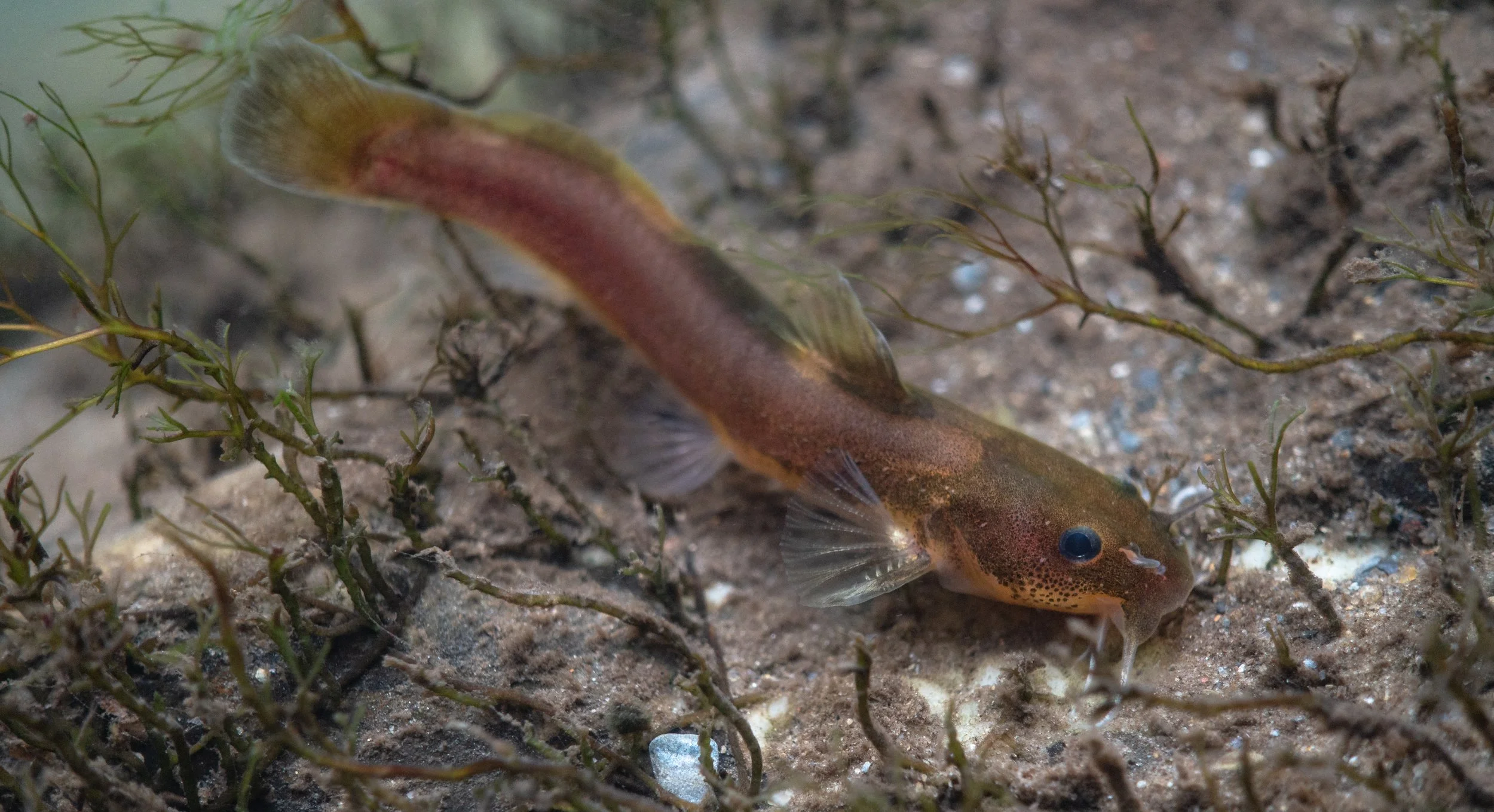 Smoky Madtom — Conservation Fisheries