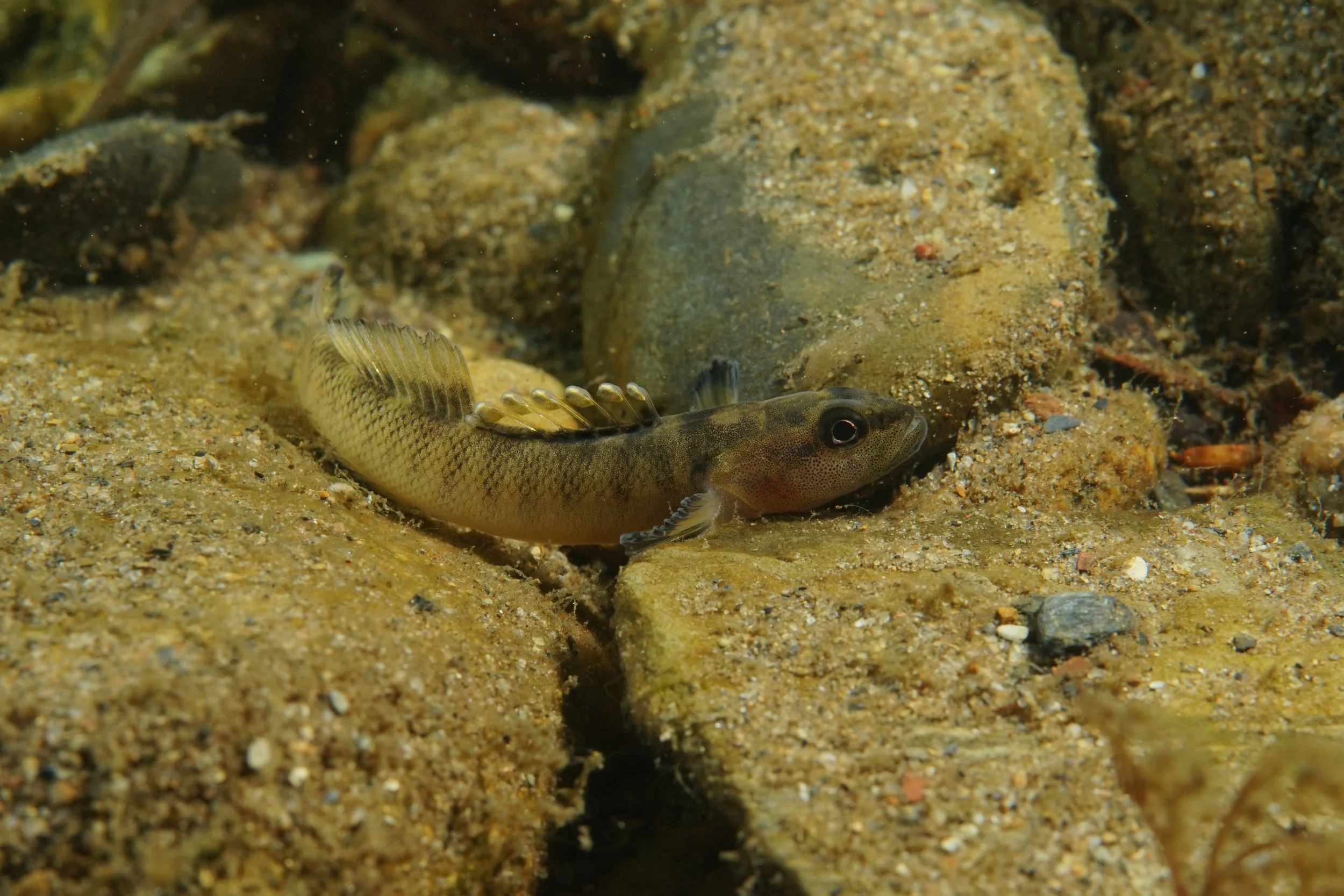 Citico Darter — Conservation Fisheries