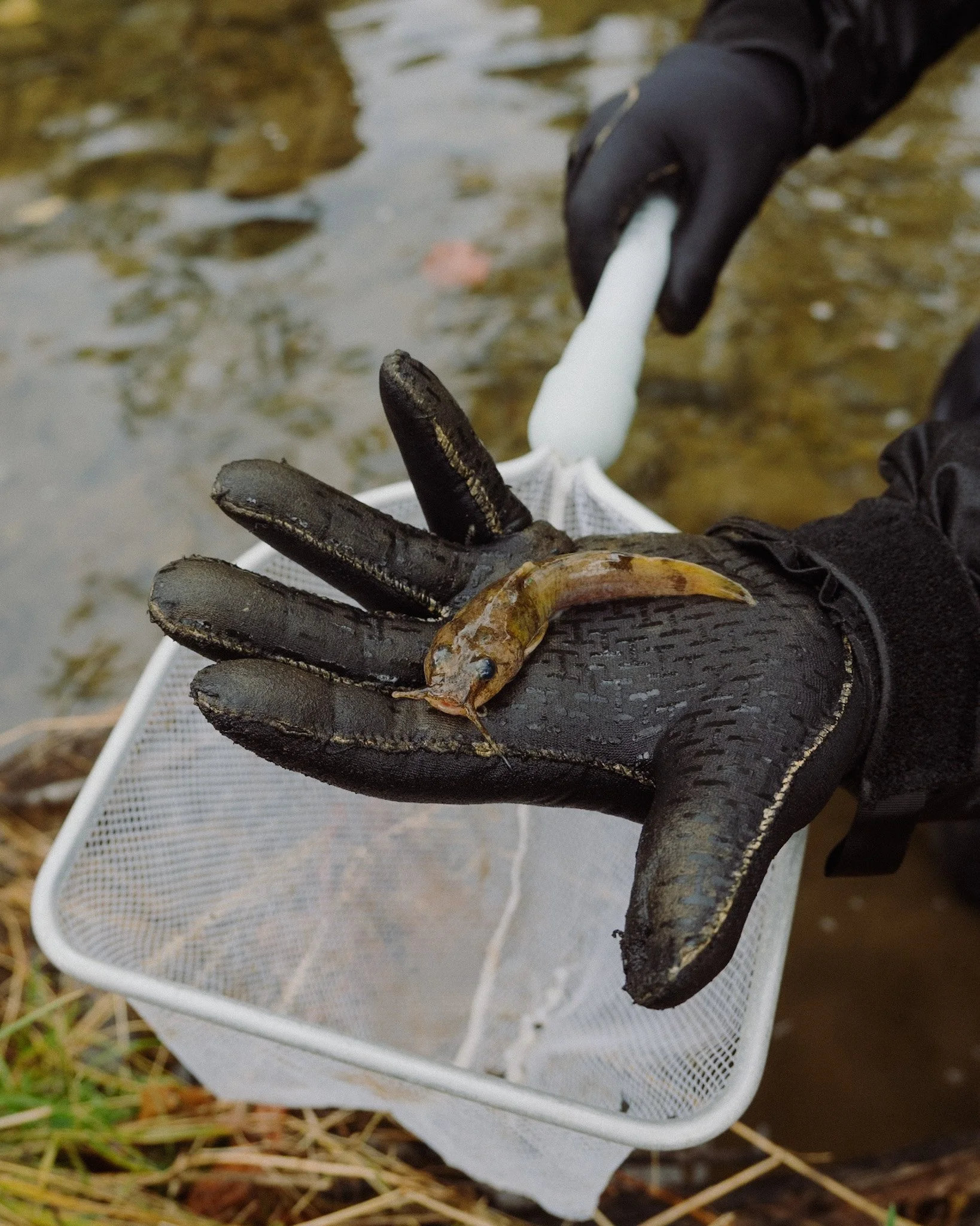 Donate to CFI — Conservation Fisheries