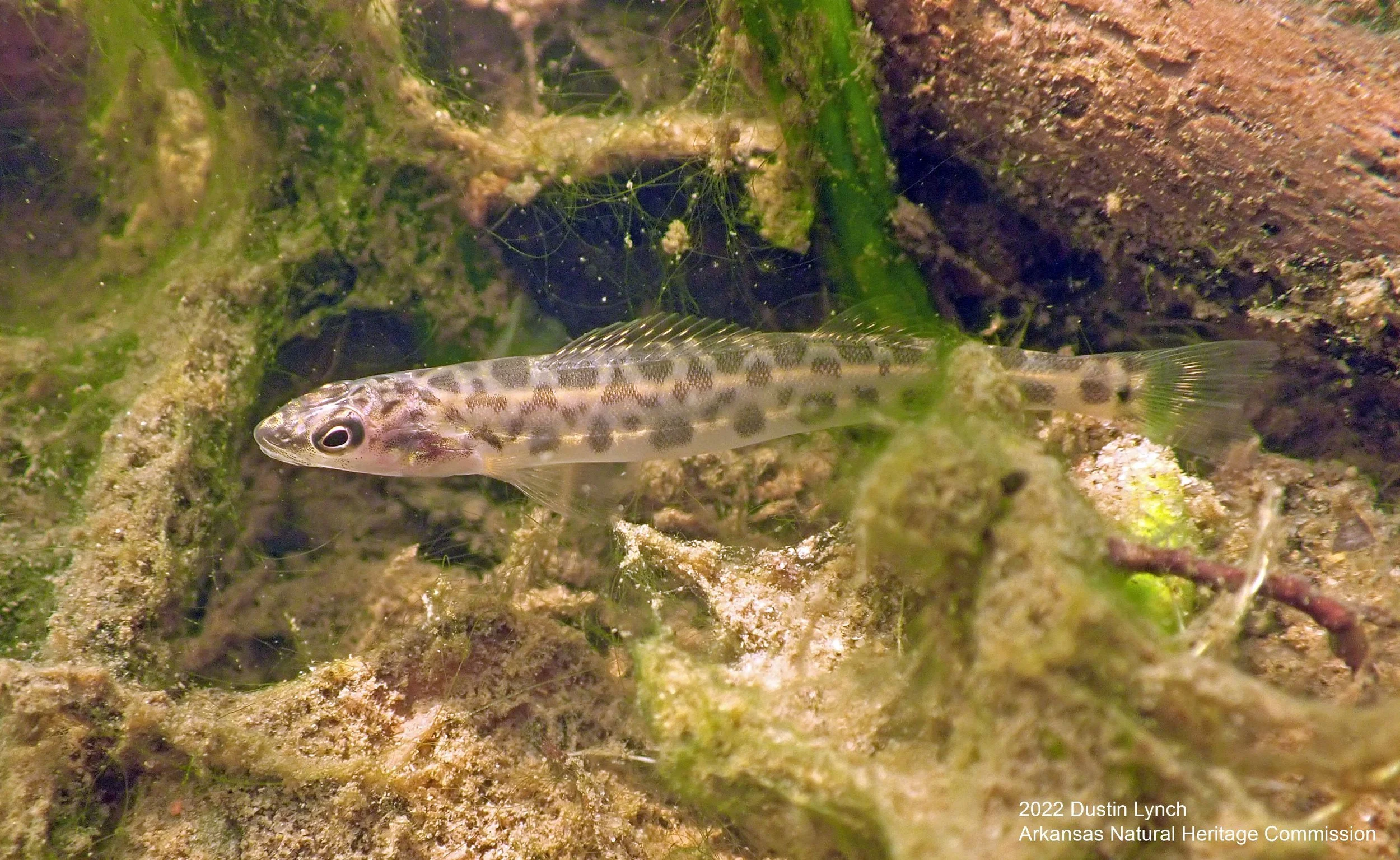 Our Fish — Conservation Fisheries