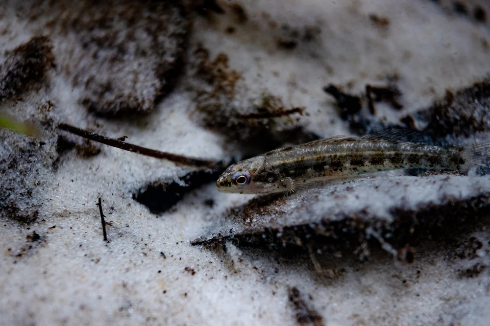 Darters — Conservation Fisheries