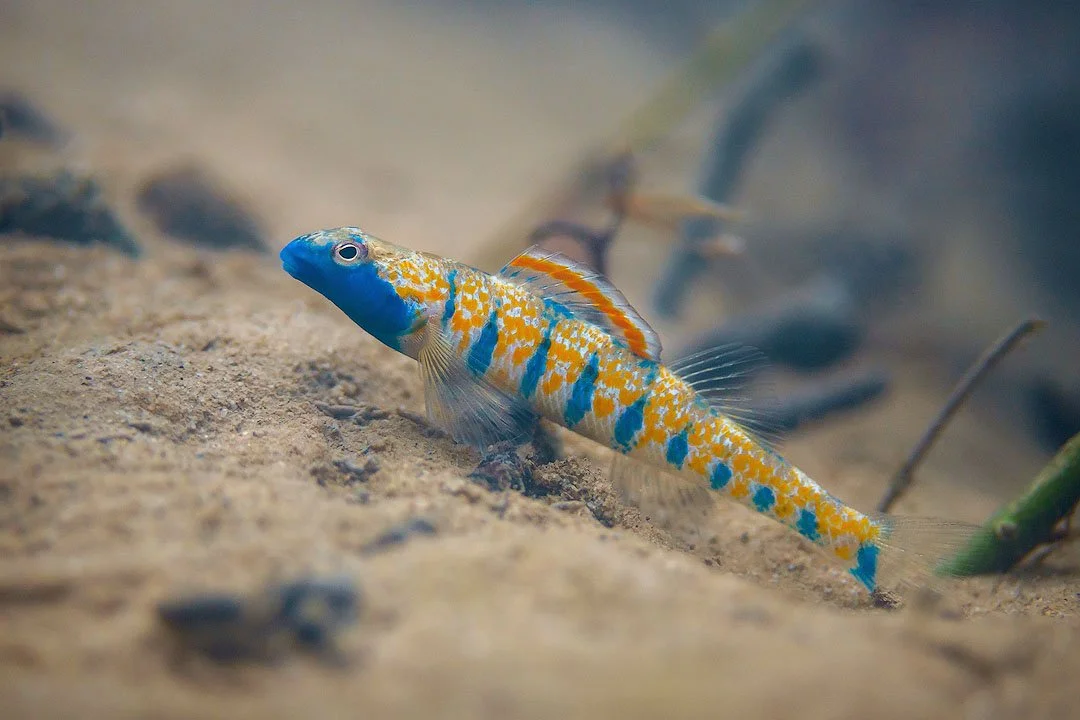 Bluemask Darter — Conservation Fisheries