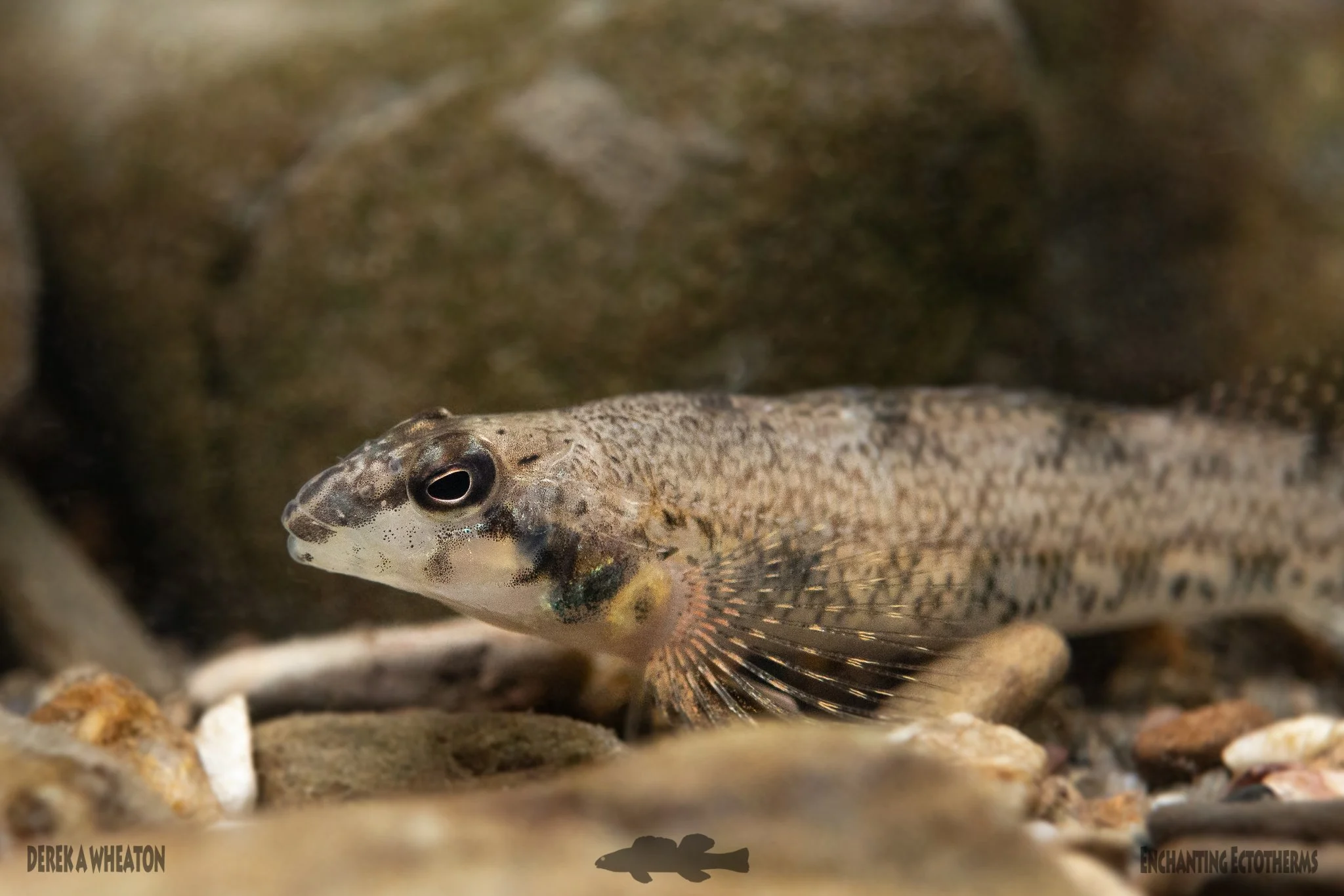 Blueside Darter — Conservation Fisheries