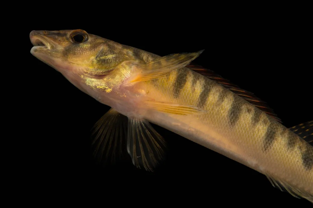 Common Logperch — Conservation Fisheries