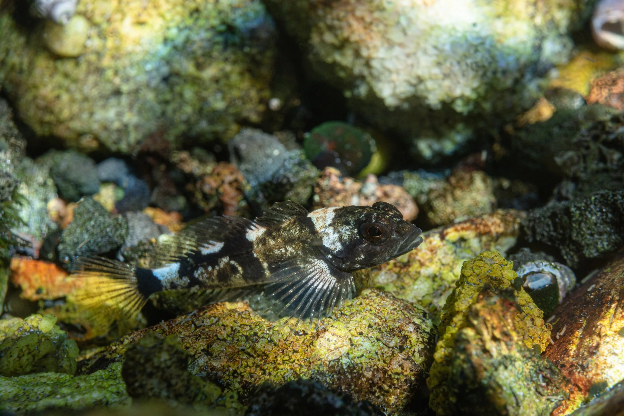 Our Fish — Conservation Fisheries