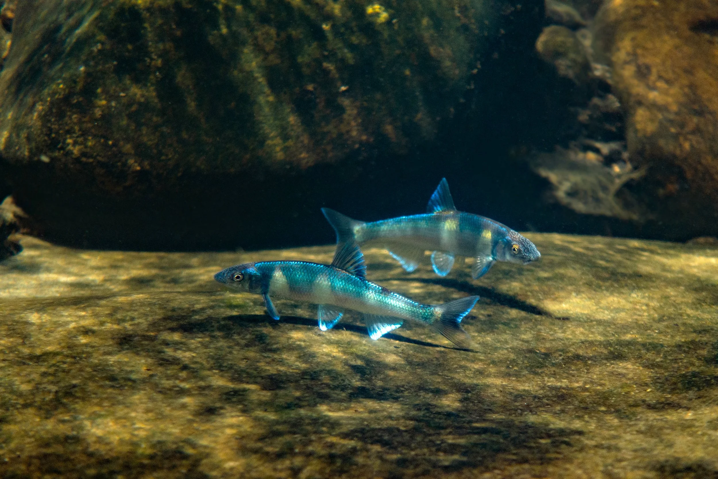 Spotfin Chub — Conservation Fisheries