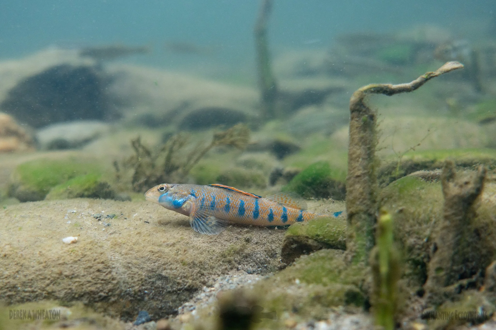 Blueside Darter — Conservation Fisheries
