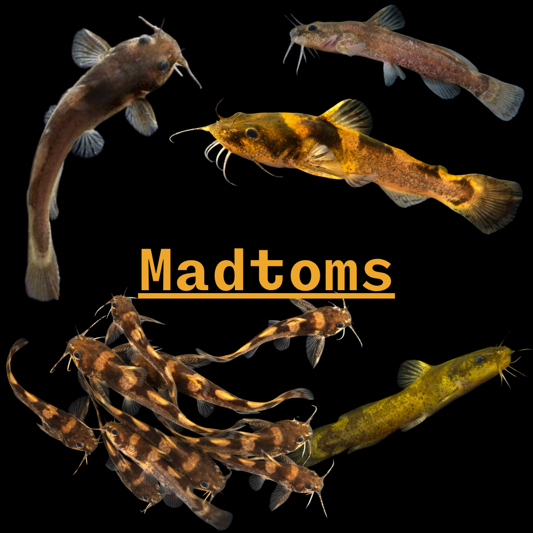 Our Fish — Conservation Fisheries