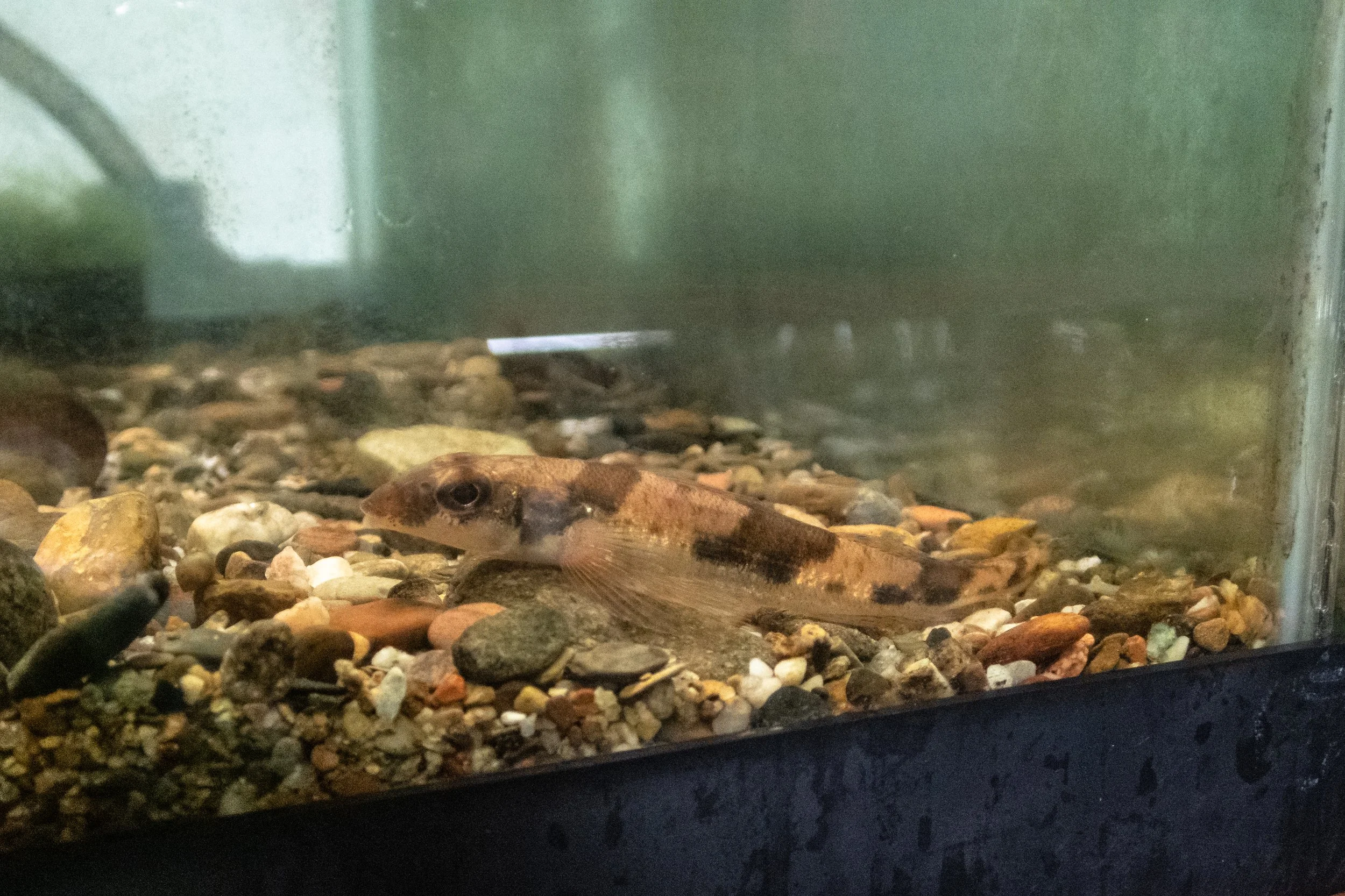 Our Fish — Conservation Fisheries