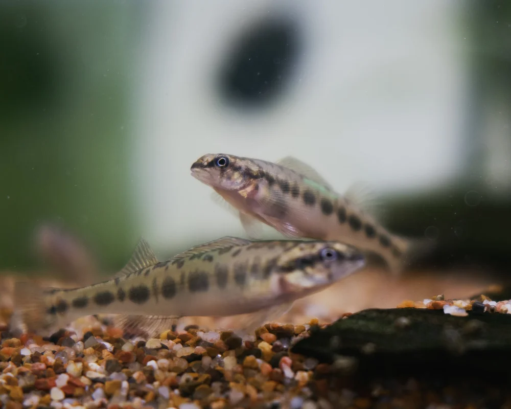 Tour the Facility — Conservation Fisheries