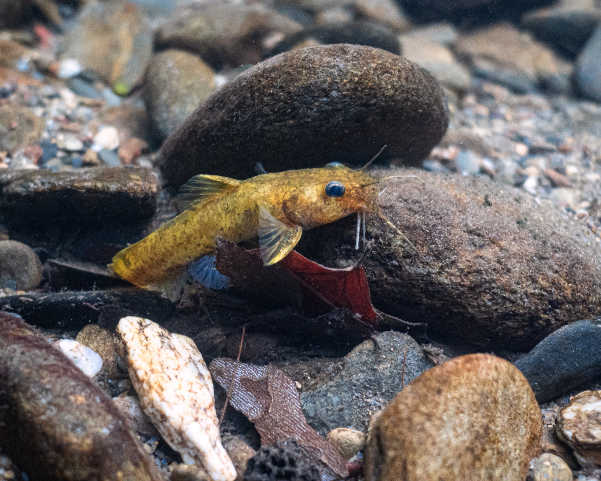 Our Fish — Conservation Fisheries