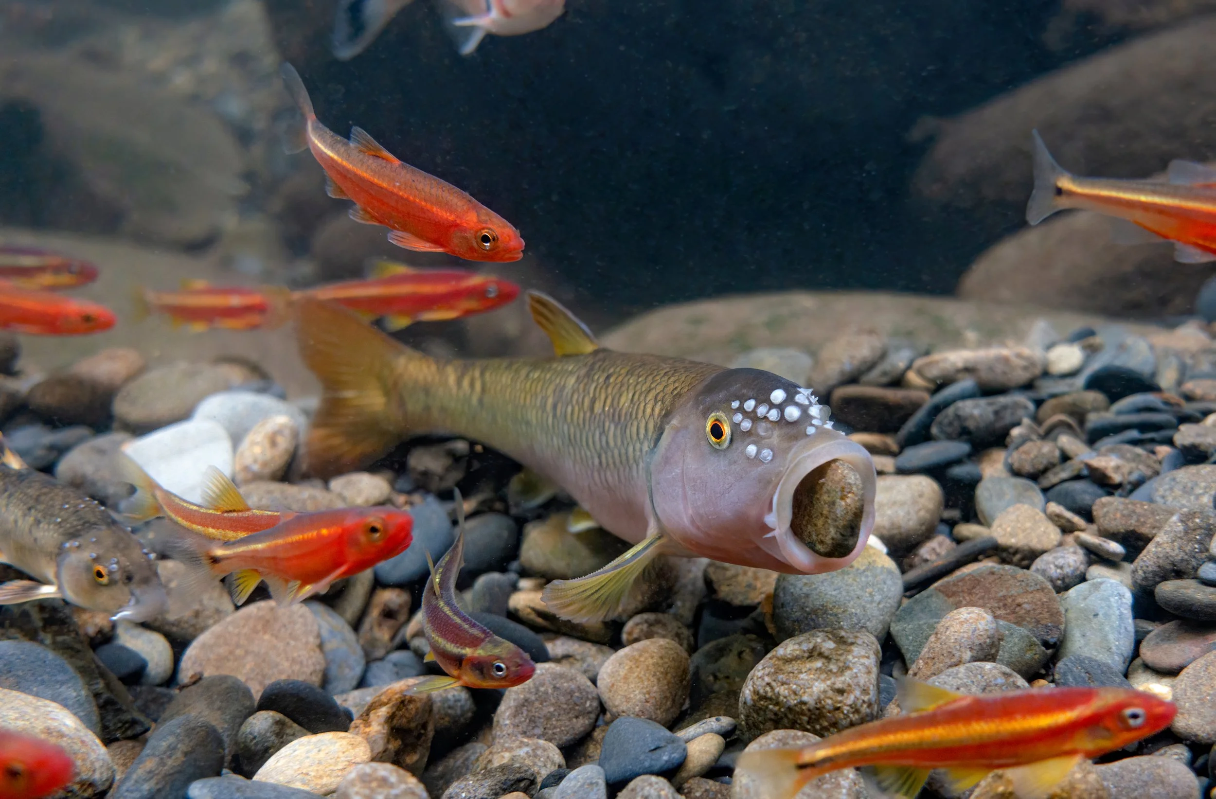 In the Media — Conservation Fisheries