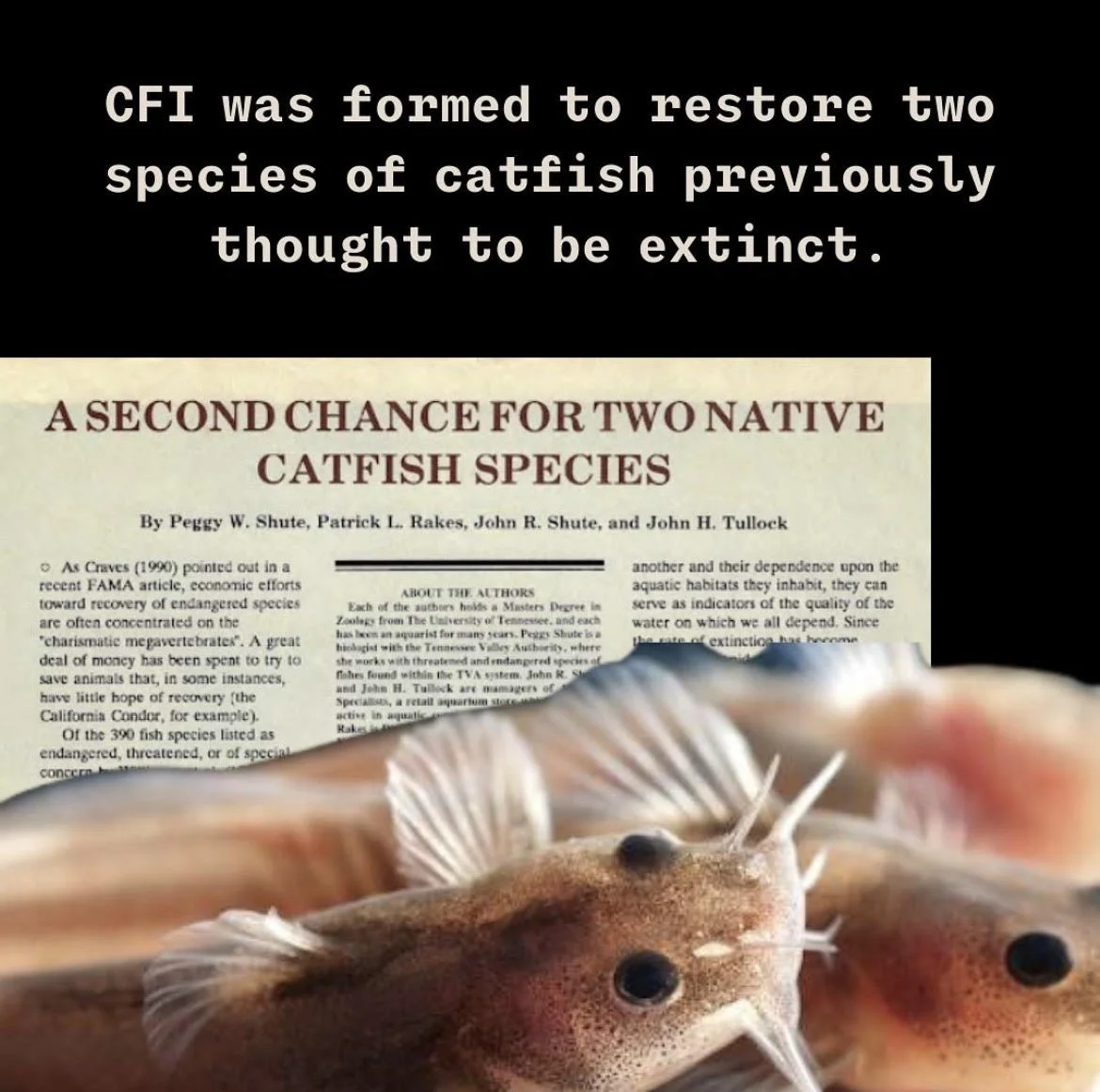 Catfish Examples