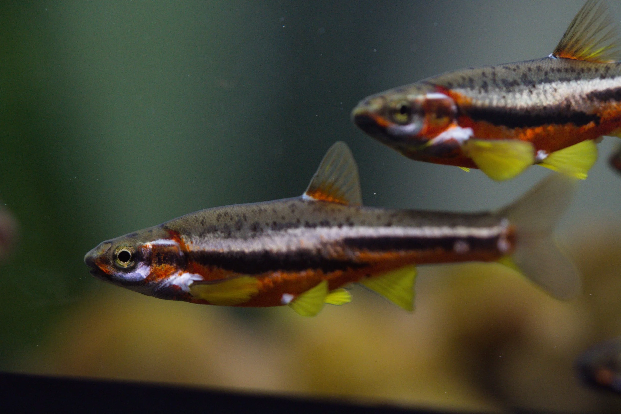 Tennessee Dace — Conservation Fisheries