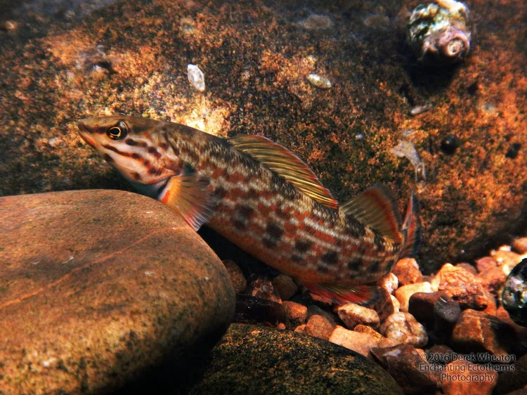 Redline Darter — Conservation Fisheries