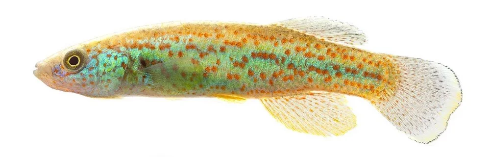 Conservation Fisheries