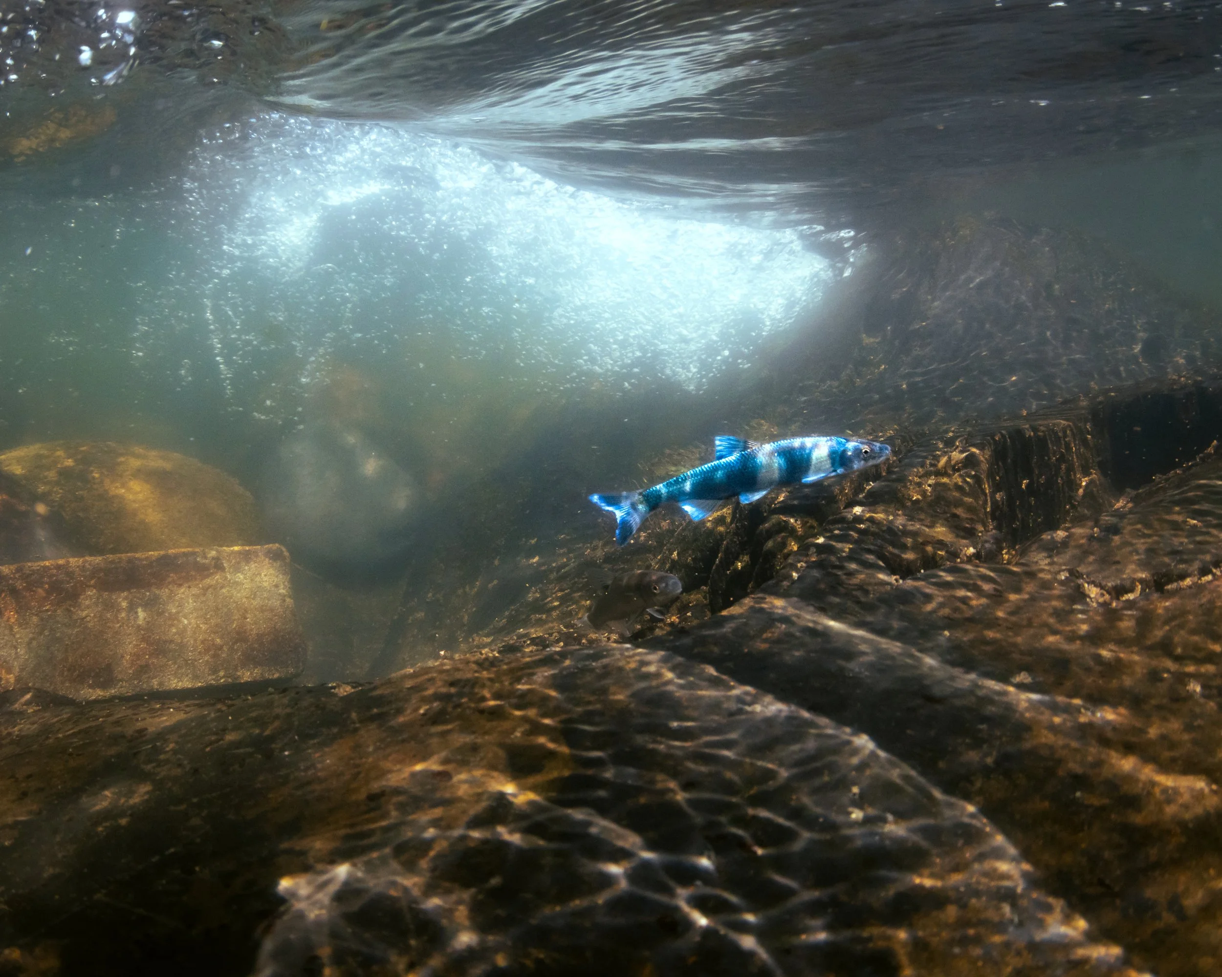 Our Successes — Conservation Fisheries