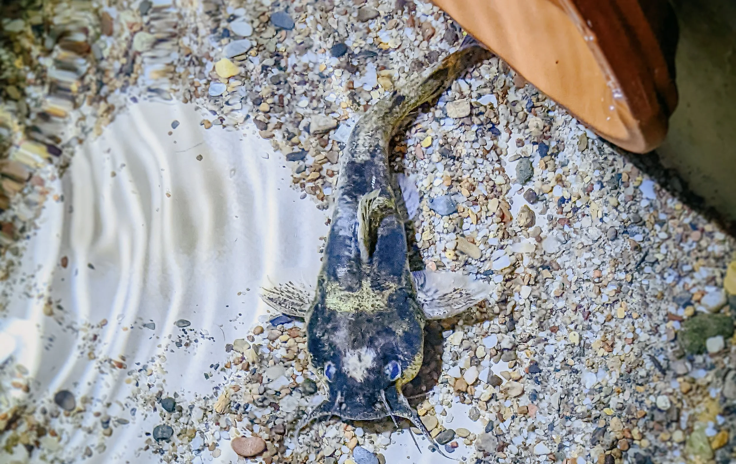 Carolina Madtom — Conservation Fisheries