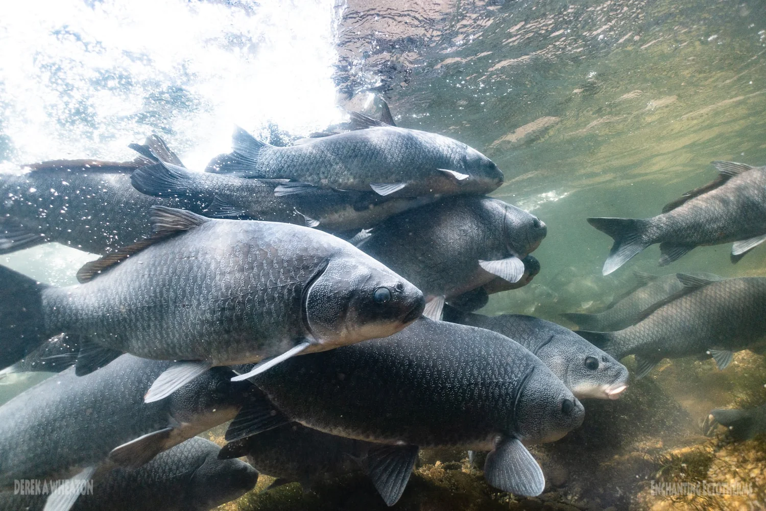 Others — Conservation Fisheries