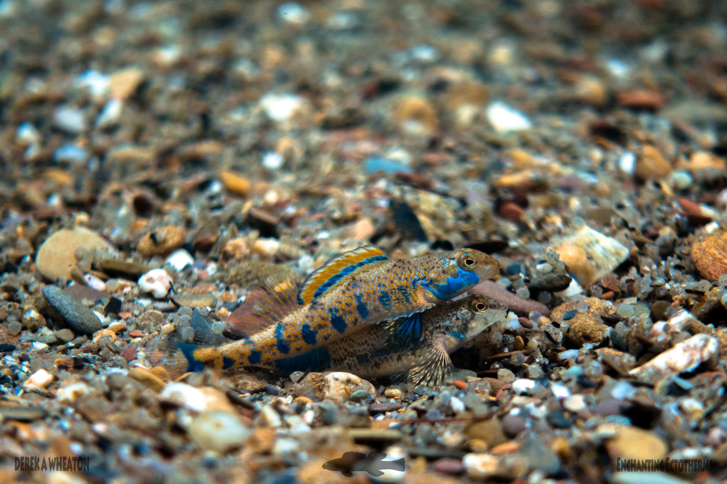 Blueside Darter — Conservation Fisheries
