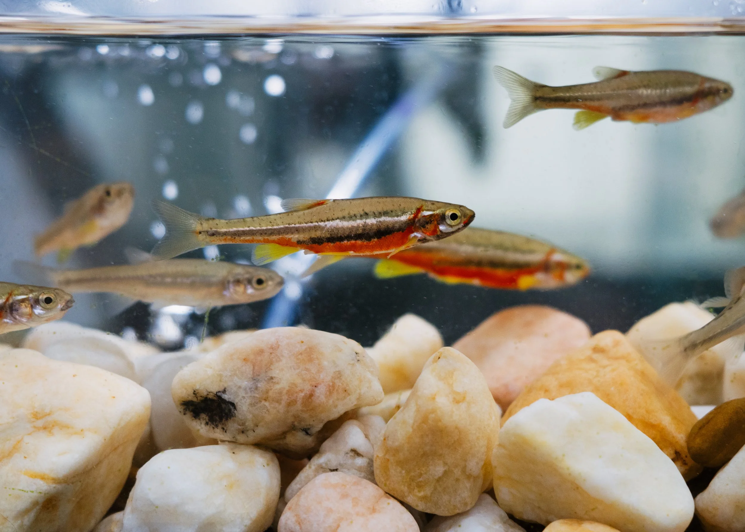 Tennessee Dace — Conservation Fisheries