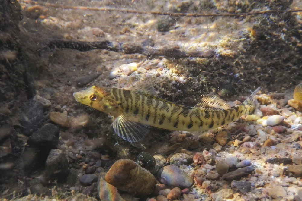 Roanoke Logperch — Conservation Fisheries