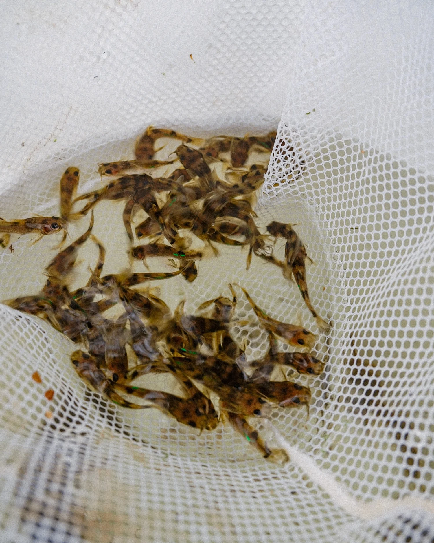 Celebrate Restoration Successes on Giving Tuesday! — Conservation Fisheries