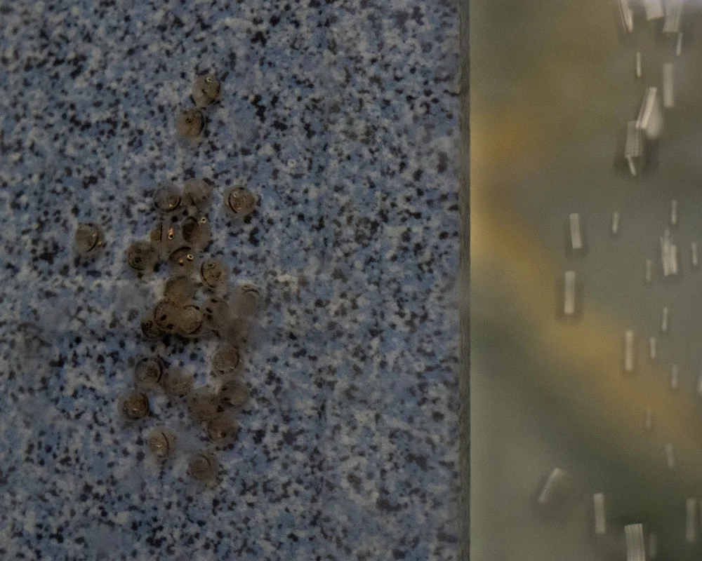 Boulder Darter — Conservation Fisheries