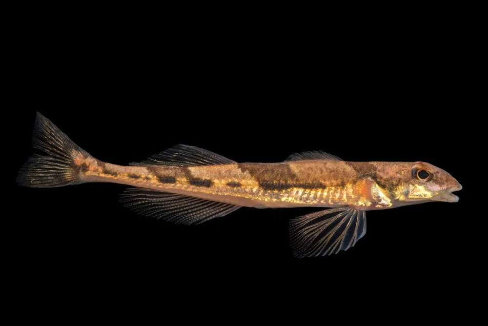 Crystal Darter — Conservation Fisheries