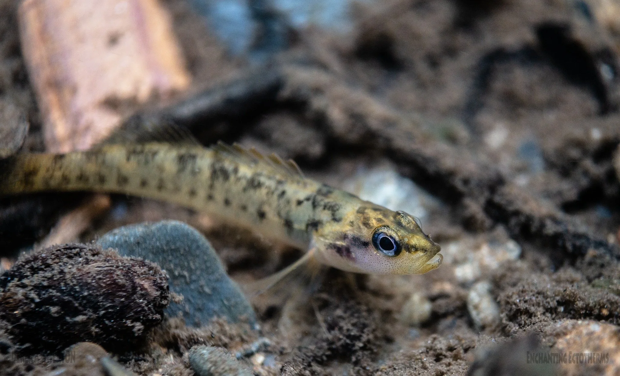 Citico Darter — Conservation Fisheries