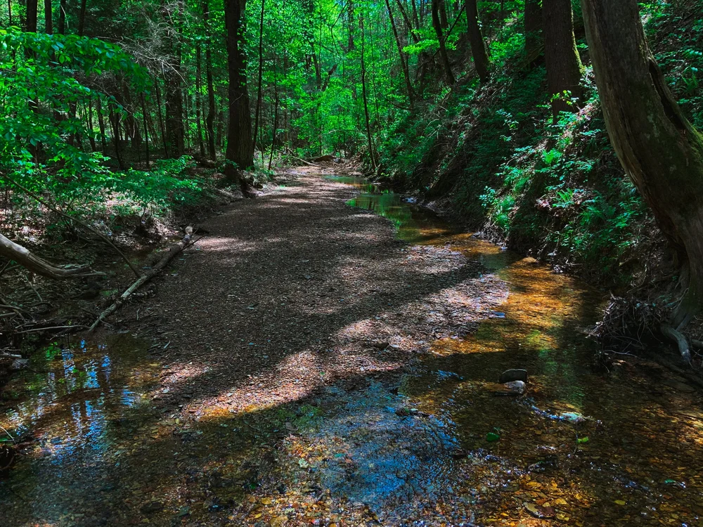 Tennessee Dace — Conservation Fisheries