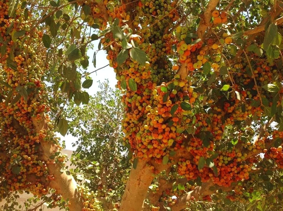 New Hermopolis Organic Farm, Organic Olive Grove and Farm Kitchen — New ...