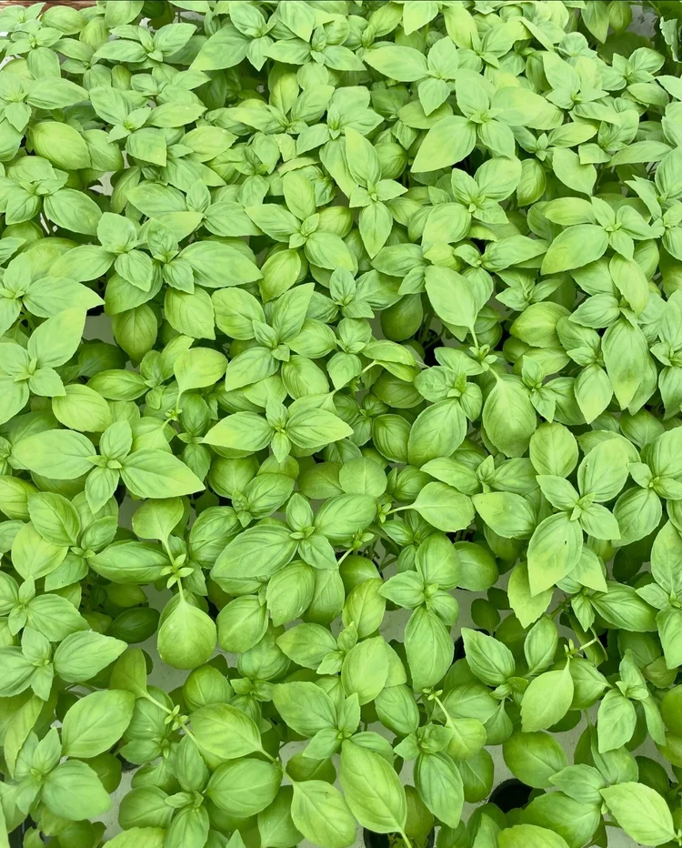 Fresh Heads Farm Shop — Ontario Sustainable Agriculture